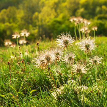 Steppengras Images – Parcourir 317 le catalogue de photos, vecteurs et ...