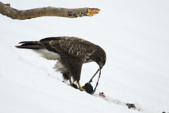 Fessen-Bilder: Stock-Fotos & -Videos. | Adobe Stock