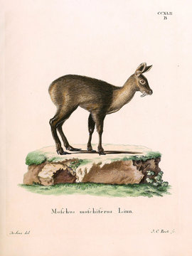 Anhui Musk Deer