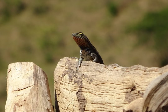 รูปภาพLagato – เลือกดูภาพถ่ายสต็อก เวกเตอร์ และวิดีโอ10 | Adobe Stock