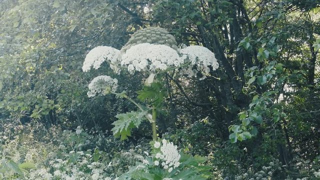 Obrazy (Drawk) — zdjęcia, wektory i wideo bez tantiem (189) | Adobe Stock