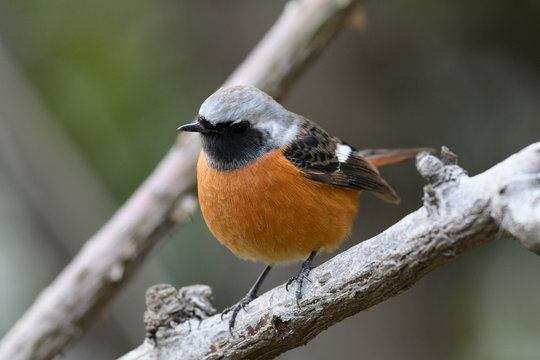 Otterrute Bilder – Durchsuchen 103 Archivfotos, Vektorgrafiken und ...