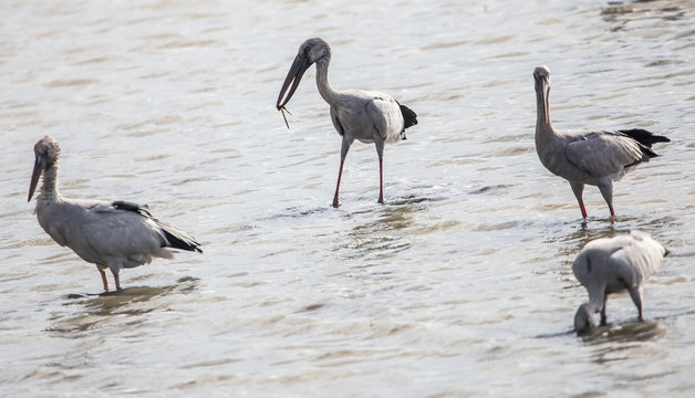 "Open-Billed Stork" Bilder – Durchsuchen 233 Archivfotos ...