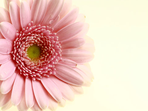 รูปภาพRoz – เลือกดูภาพถ่ายสต็อก เวกเตอร์ และวิดีโอ28,941 | Adobe Stock