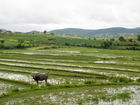 Carabeef Bilder – Durchsuchen 19,216 Archivfotos, Vektorgrafiken und ...