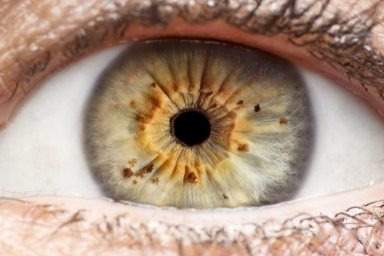 รูปภาพEyeball – เลือกดูภาพถ่ายสต็อก เวกเตอร์ และวิดีโอ8,935,025 | Adobe ...