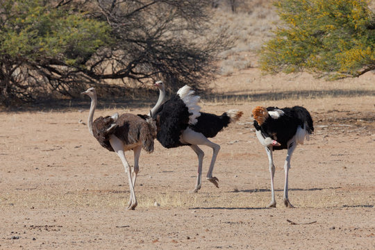 Imagens de Strauss – Explore Fotografias do Stock, Vetores e Vídeos de ...