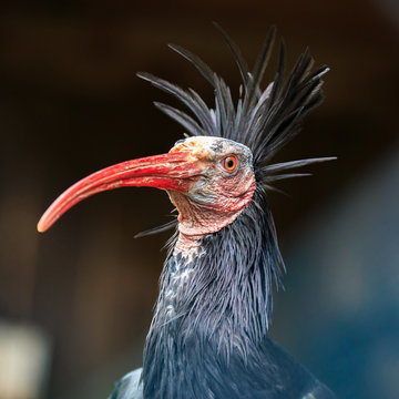 รูปภาพSchrat – เลือกดูภาพถ่ายสต็อก เวกเตอร์ และวิดีโอ1,740 | Adobe Stock