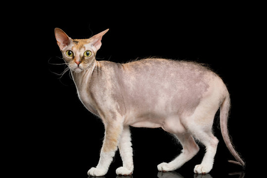 52 BEST Catt IMAGES, STOCK PHOTOS & VECTORS | Adobe Stock