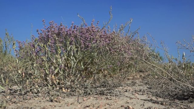 Sacsaoul Images – Browse 33 Stock Photos, Vectors, and Video | Adobe Stock