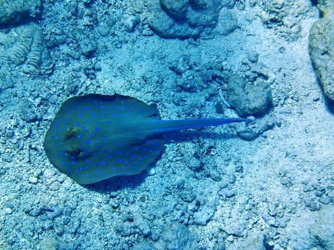 Rochen bilder – Bläddra bland 2,289 stockfoton, vektorer och videor ...