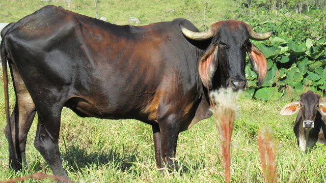 รูปภาพMamona – เลือกดูภาพถ่ายสต็อก เวกเตอร์ และวิดีโอ601 | Adobe Stock