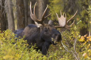 Moose photos, royalty-free images, graphics, vectors & videos | Adobe Stock