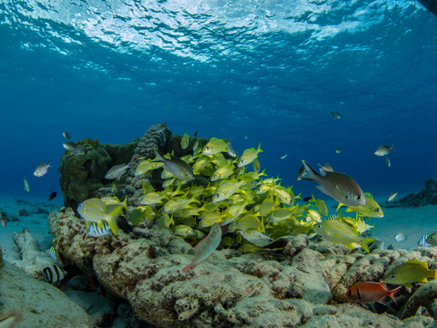 Riffe bilder – Bläddra bland 334 stockfoton, vektorer och videor ...