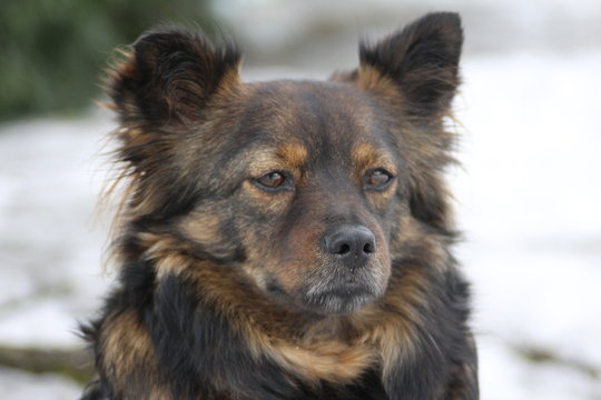 รูปภาพHundegesicht – เลือกดูภาพถ่ายสต็อก เวกเตอร์ และวิดีโอ509 | Adobe ...