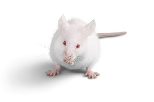 "Laboratory Mouse" Images – Browse 1,505 Stock Photos, Vectors, and ...