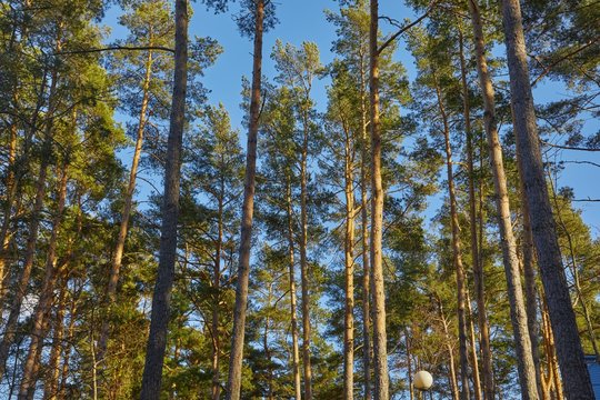 60 BEST Pintree IMAGES, STOCK PHOTOS & VECTORS | Adobe Stock