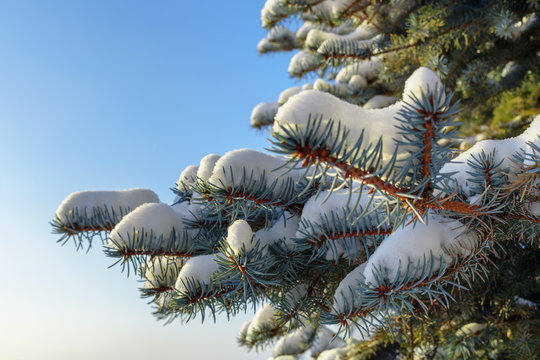 Imágenes de Banch: descubre bancos de fotos, ilustraciones, vectores y ...