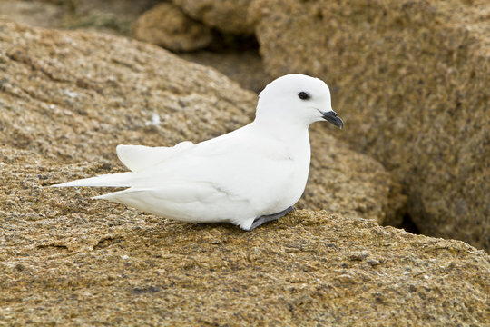 "Snow Petrel" Bilder – Durchsuchen 145 Archivfotos, Vektorgrafiken und ...