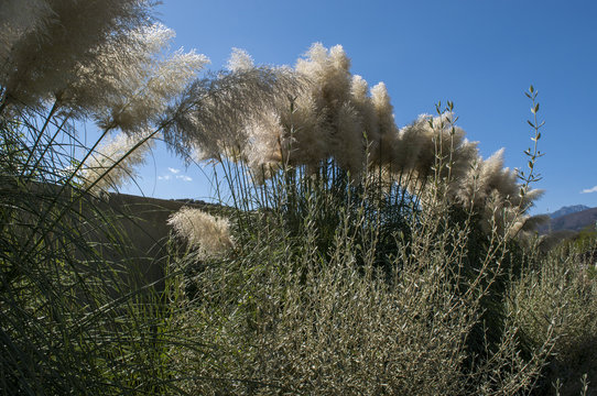 Gynerium Images – Browse 58 Stock Photos, Vectors, and Video | Adobe Stock