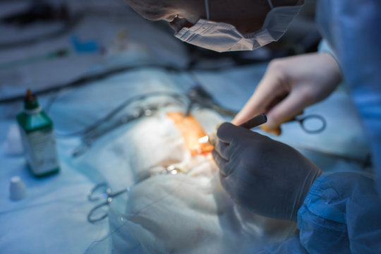 Gonadectomy bilder – Bläddra bland 4,721 stockfoton, vektorer och ...