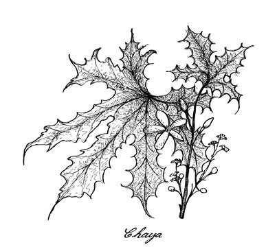 Chaya Bilder – Durchsuchen 1,009 Archivfotos, Vektorgrafiken und Videos ...