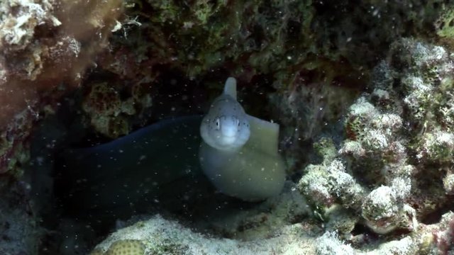 Obrazy (Grisea) — zdjęcia, wektory i wideo bez tantiem (201) | Adobe Stock