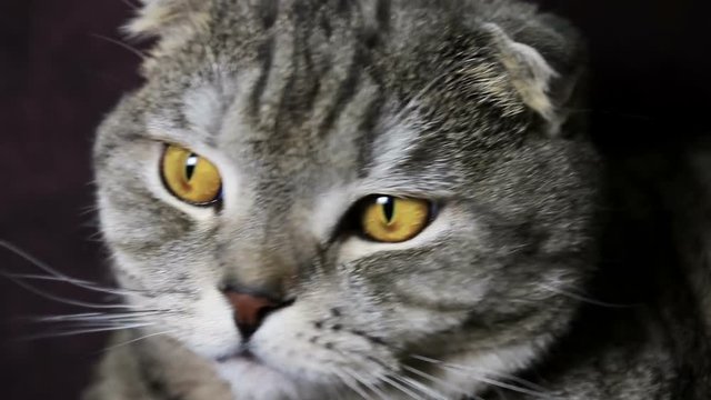 Red Eye Cat Images – Browse 144,932 Stock Photos, Vectors, and Video ...