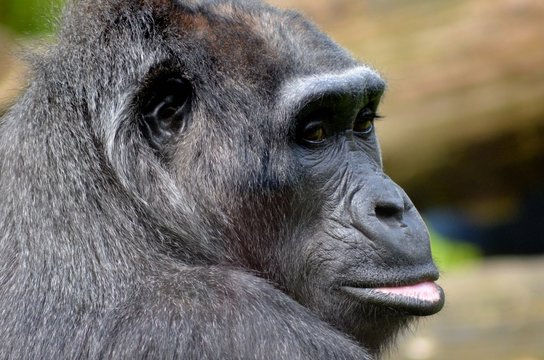 「Goril」の写真素材 | 7件の無料イラスト画像 | Adobe Stock