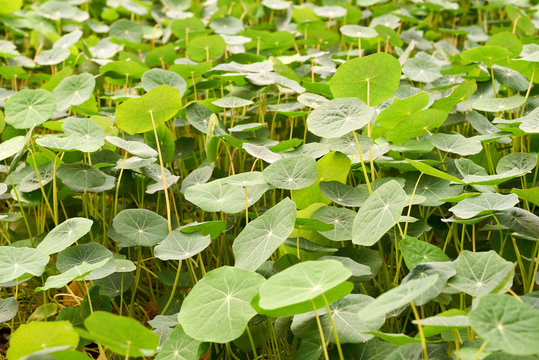 Nose-Tweaker Images – Browse 73 Stock Photos, Vectors, and Video ...