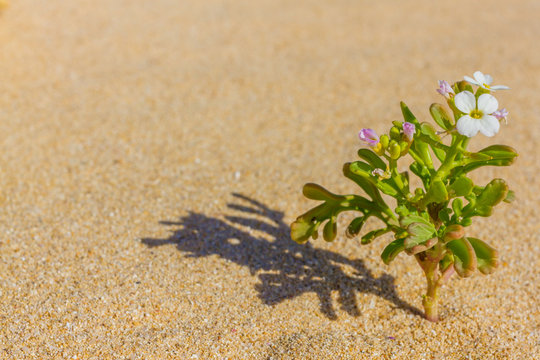 รูปภาพSalicorn – เลือกดูภาพถ่ายสต็อก เวกเตอร์ และวิดีโอ89 | Adobe Stock