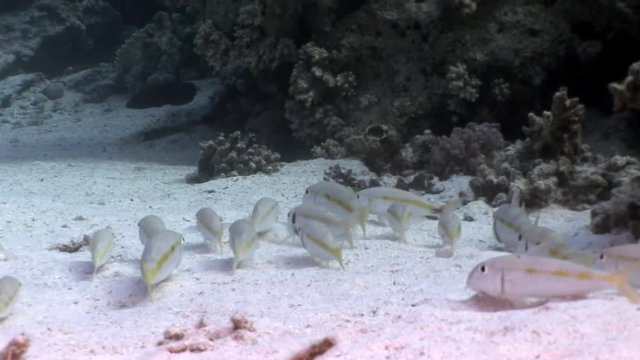 Goatfish 影像 – 瀏覽 5,492 個素材庫相片、向量圖和影片 | Adobe Stock