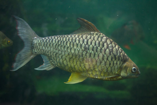 Silver Barb"」の写真素材 | 127件の無料イラスト画像 | Adobe Stock