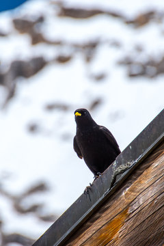 Alpendole Bilder – Durchsuchen 81 Archivfotos, Vektorgrafiken und ...