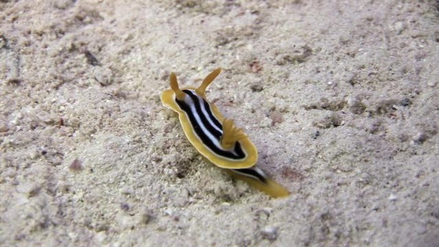 Quadricolor Images – Parcourir 337 le catalogue de photos, vecteurs et ...