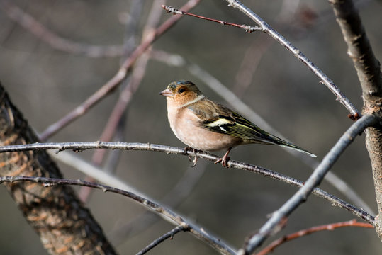 59 BEST Fringuelli IMAGES, STOCK PHOTOS & VECTORS | Adobe Stock