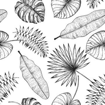 Anahaw Leaf Drawing