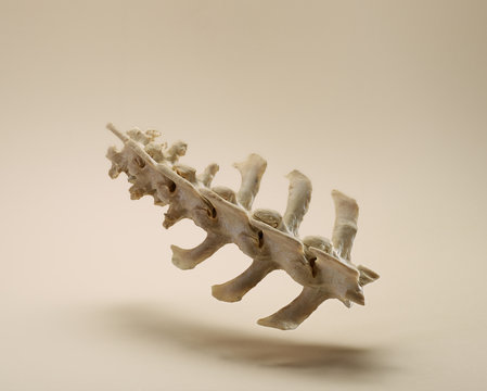 Animal Spine Bones
