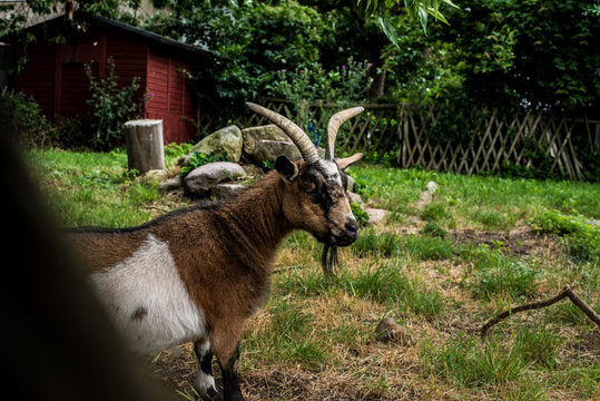Bernhard photos, images, assets | Adobe Stock