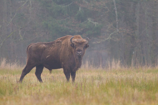 Imagens de Bizon – Explore Fotografias do Stock, Vetores e Vídeos de ...