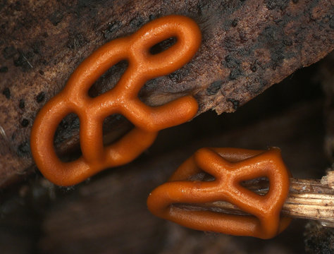 "Moving Mushrooms" Bilder – Durchsuchen 51 Archivfotos, Vektorgrafiken ...