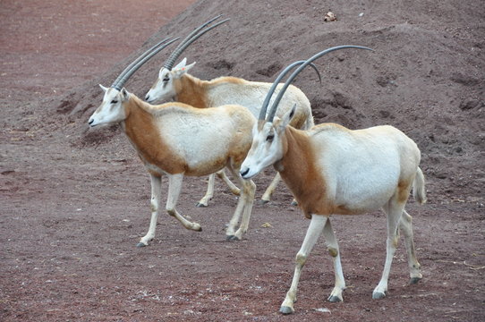 「Orix」の画像 - 1,030 件の Stock 写真、ベクターおよびビデオ | Adobe Stock