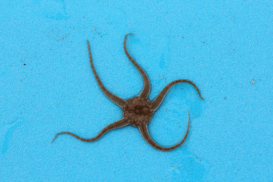 Ophiuroidea Bilder – Durchsuchen 859 Archivfotos, Vektorgrafiken und ...
