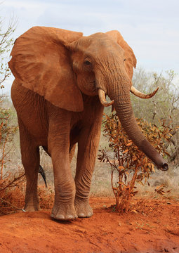 รูปภาพBullen – เลือกดูภาพถ่ายสต็อก เวกเตอร์ และวิดีโอ883 | Adobe Stock