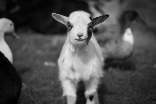 Biquette Images – Browse 506 Stock Photos, Vectors, and Video | Adobe Stock