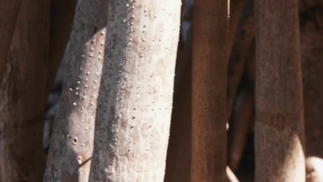 "Stilt Roots" Images – Browse 673 Stock Photos, Vectors, and Video ...