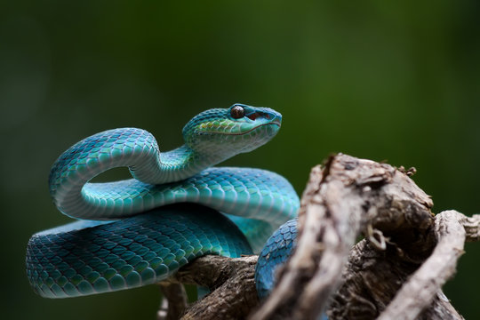 Viperidae Images – Browse 41 Stock Photos, Vectors, and Video | Adobe Stock