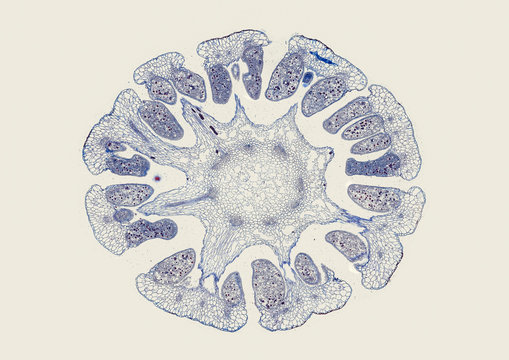 Horsetail Strobilus Microscope