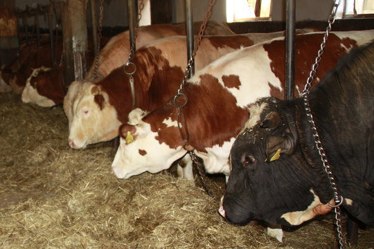 รูปภาพBullen – เลือกดูภาพถ่ายสต็อก เวกเตอร์ และวิดีโอ883 | Adobe Stock