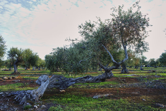 รูปภาพXylella – เลือกดูภาพถ่ายสต็อก เวกเตอร์ และวิดีโอ477 | Adobe Stock